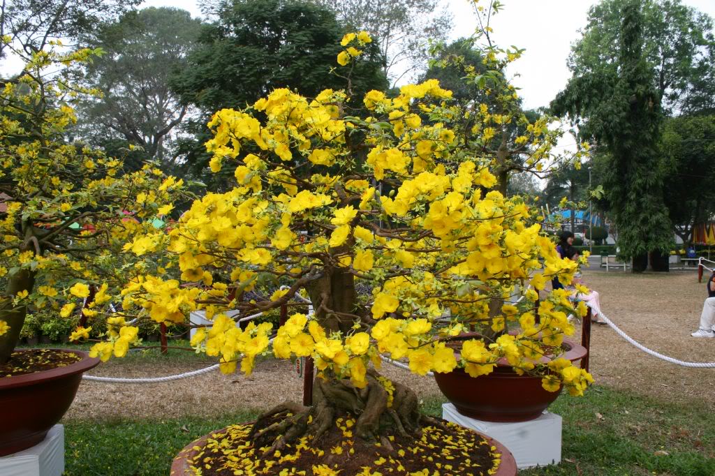 Vietnamese Tet or Lunar New Year